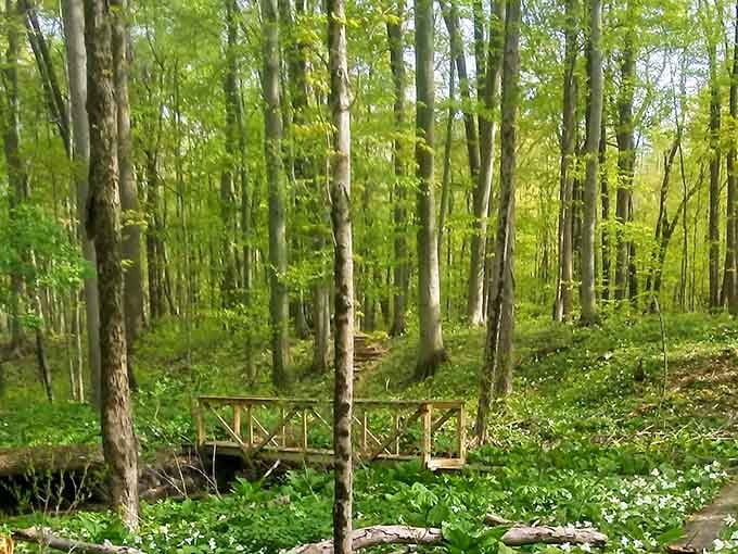 This wooden bridge leads you into a green cathedral where sunlight filters through leaves like stained glass windows.