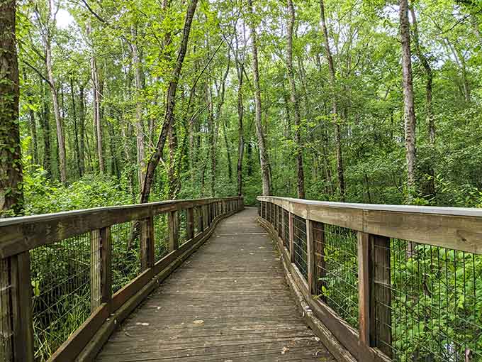 This boardwalk lets you walk through the swamp without getting your shoes muddy, which is basically a miracle of modern engineering.