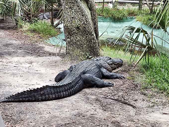 Ancient reptiles sunbathing by turquoise waters remind you that dinosaurs never really left us.
