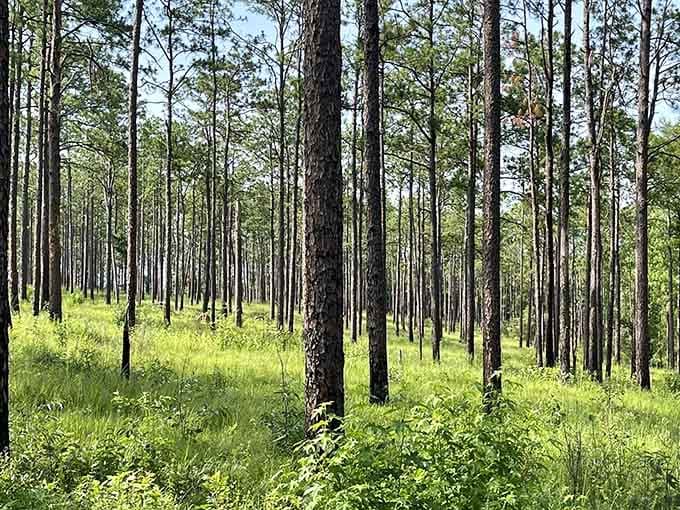 Sunlight filters through the canopy onto this lush forest floor, where wiregrass grows thick as a shag carpet.