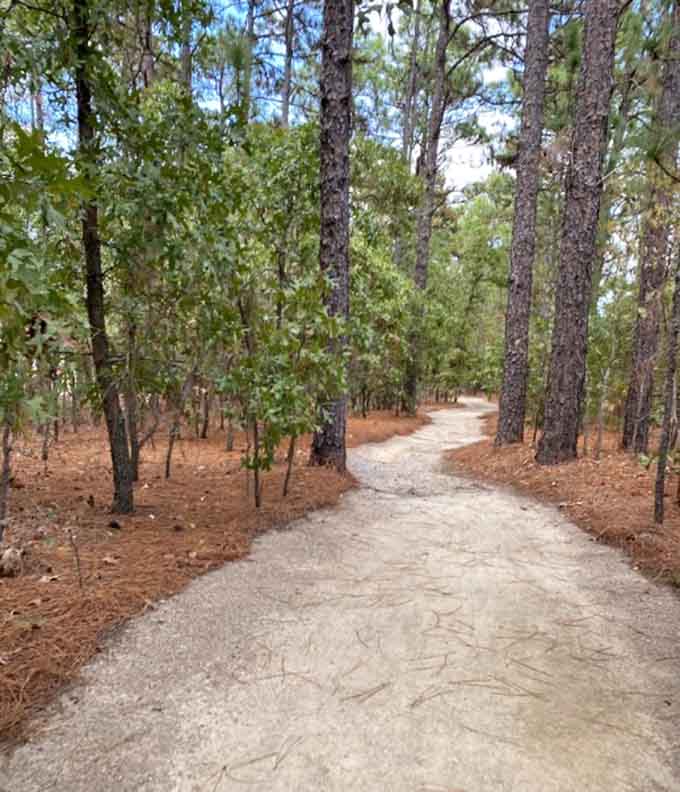 Sandy trails wind through towering pines like a scene from your favorite childhood camping adventure story.