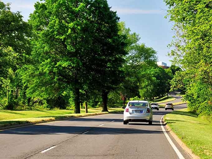 Massive oaks create natural shade along this parkway, proving that the best air conditioning grows from the ground.