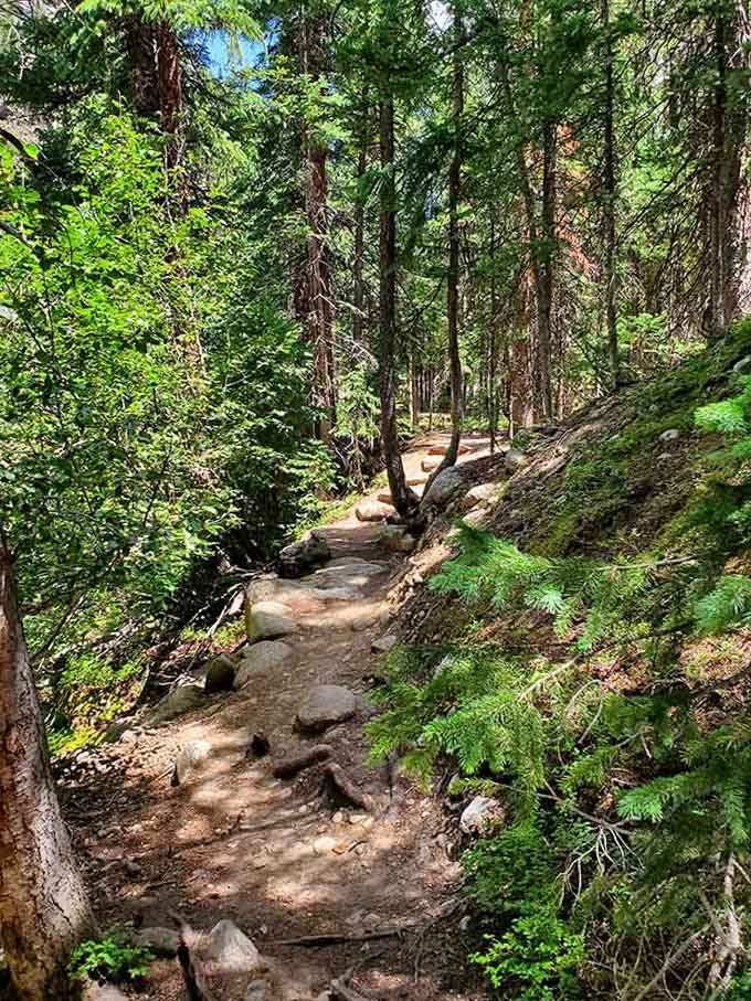 The forest path winds upward through dappled sunlight, promising adventures that'll make your knees forgive the climb.