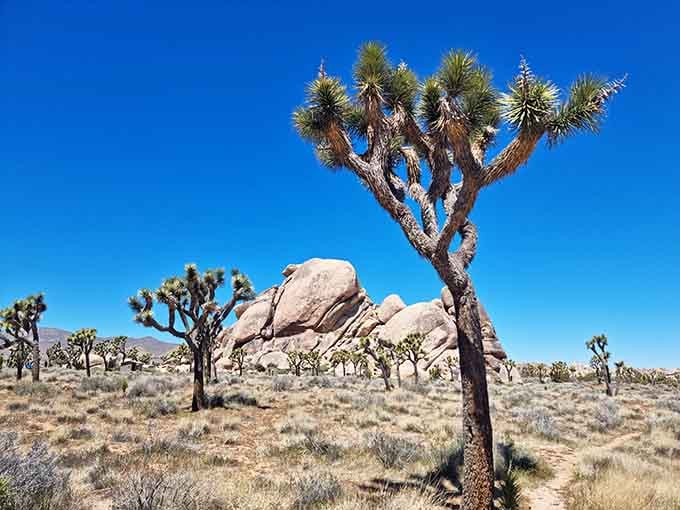 Those wonderfully weird Joshua trees strike dramatic poses against massive boulders under the clearest desert sky you've ever seen.