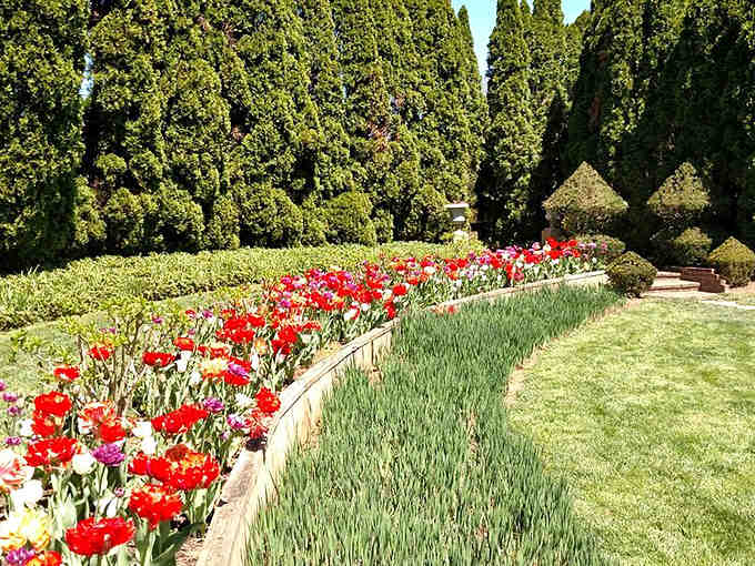 The formal flower beds stretch toward towering cypress trees, creating layers of color that change with every season's performance.