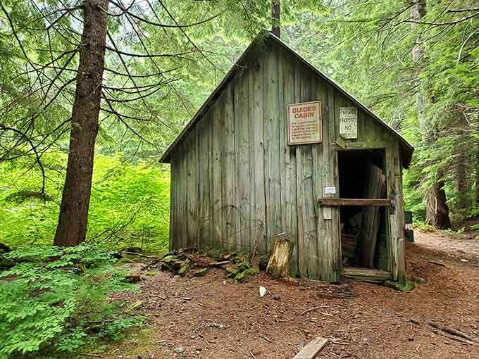 This weathered cabin nestled in vibrant green ferns looks like something from a fairy tale, minus the happy ending.