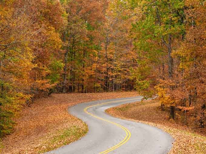 Every hairpin turn through these fallen leaves feels like driving through a giant's scattered collection of copper pennies.