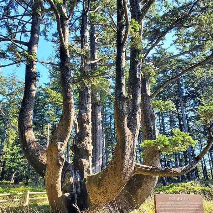 This Sitka spruce decided normal tree rules didn't apply, sending massive limbs sprawling like nature's own abstract sculpture piece.