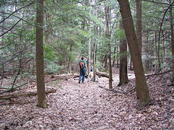 Forest trails wind through towering hemlocks where the only traffic jam involves squirrels and the occasional curious deer.