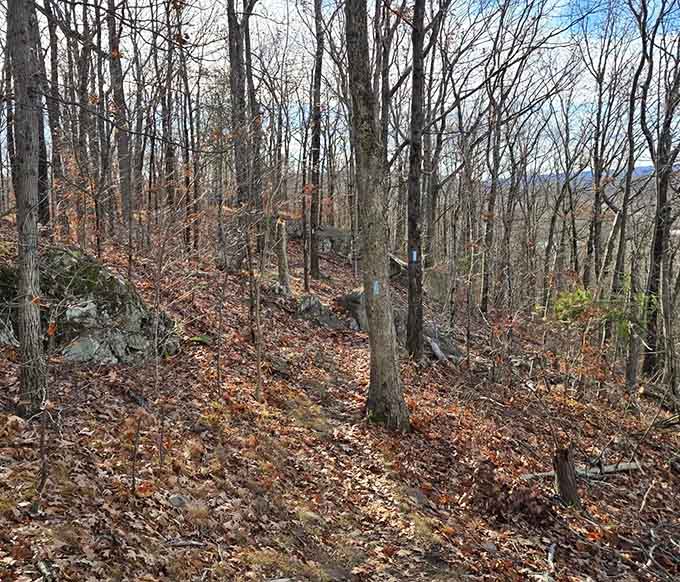 Bare winter trees frame distant valley views on this hillside trail that rewards every upward step magnificently.