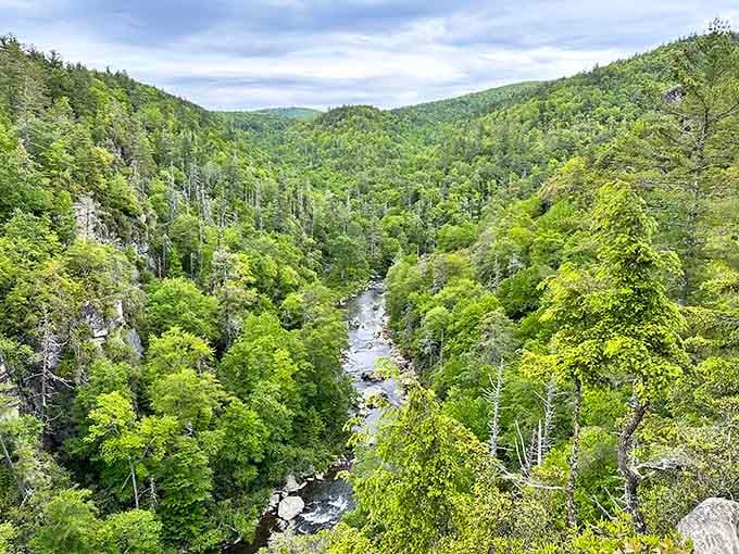 That rushing stream cuts through endless green forest, proving water always finds the most scenic route downhill.