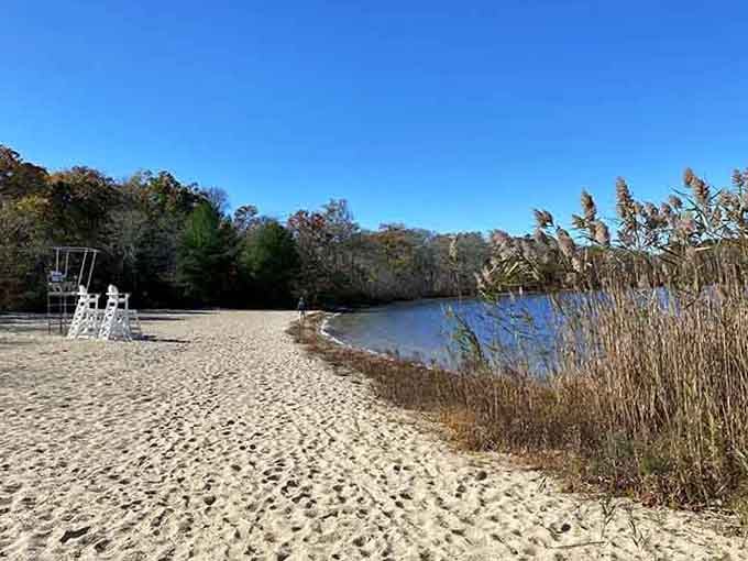 Sandy beach meets calm water where reeds sway gently, creating the perfect spot for quiet contemplation and reflection.