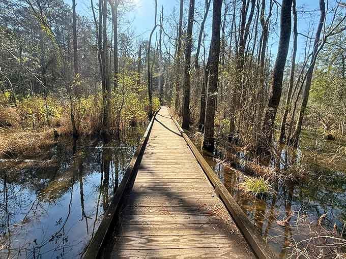 This elevated boardwalk keeps your feet dry while delivering front-row seats to the swamp's mysterious beauty.