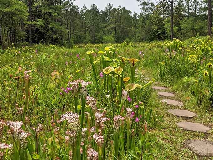 Step into a botanical thriller where pitcher plants serve as nature's most ingenious insect traps.