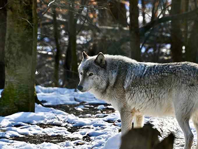 Those piercing eyes say "apex predator," but that snowy perch says "majestic winter postcard" in the best way.