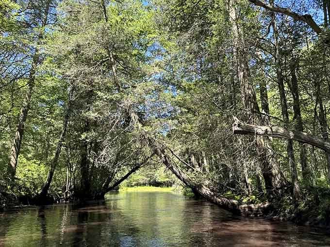 Tea-colored water winds through twisted pines and sandy soil, creating a landscape that feels delightfully alien and familiar.