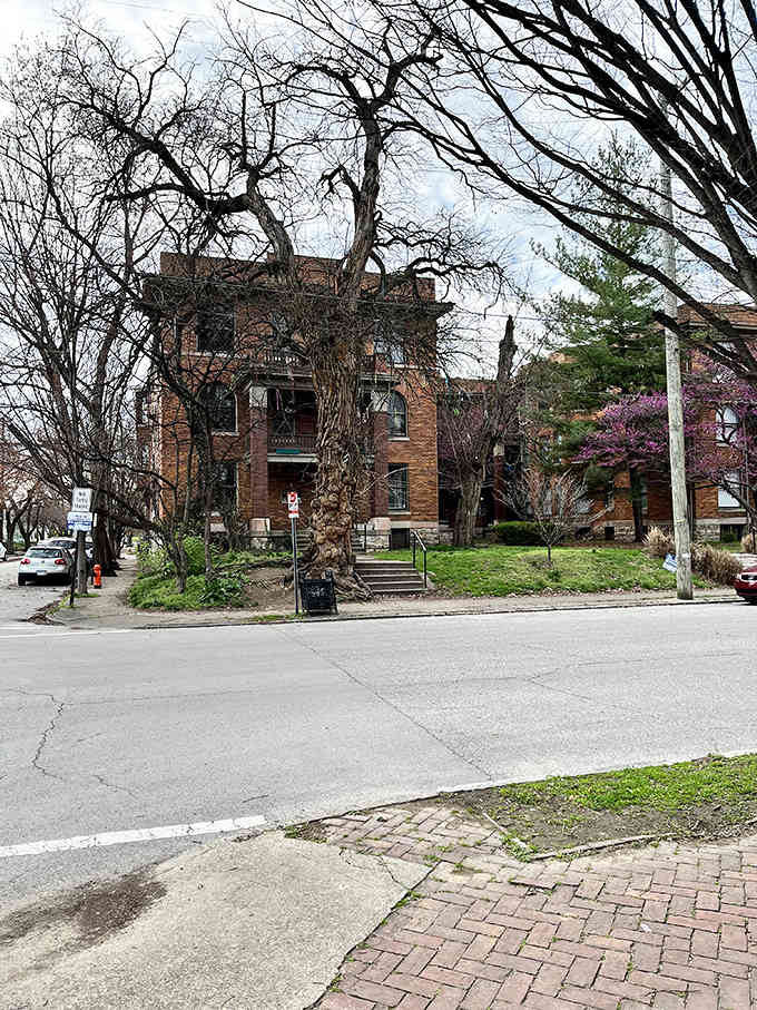 Bare branches frame this weathered brick building like something from a Tim Burton film, beautifully haunting.