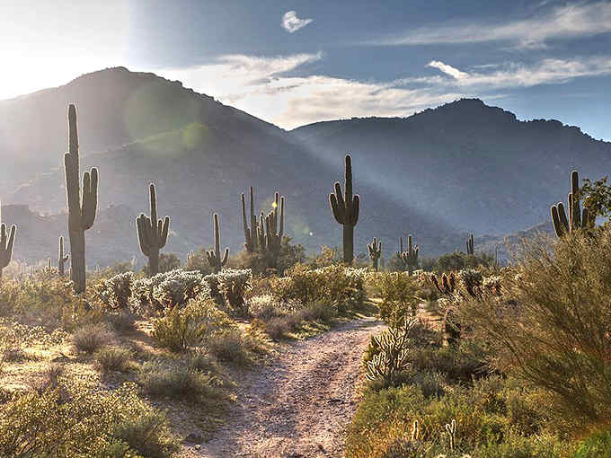 Golden hour transforms this desert trail into a pathway of light, where saguaro sentinels stand guard.