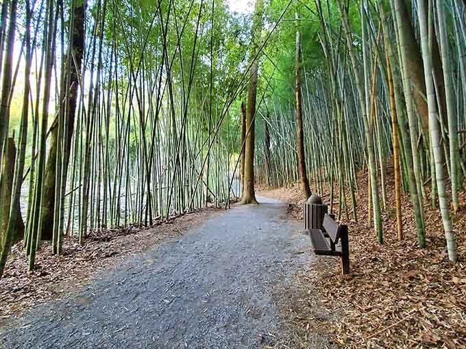 Walking through towering bamboo feels like stepping into a Kurosawa film, minus the subtitles.