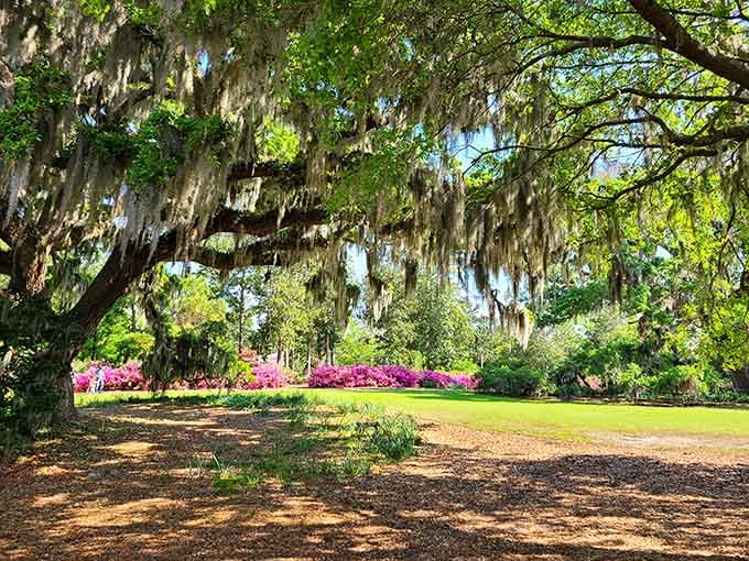 That centuries-old tree has seen more history than most textbooks and wears its moss like a badge.