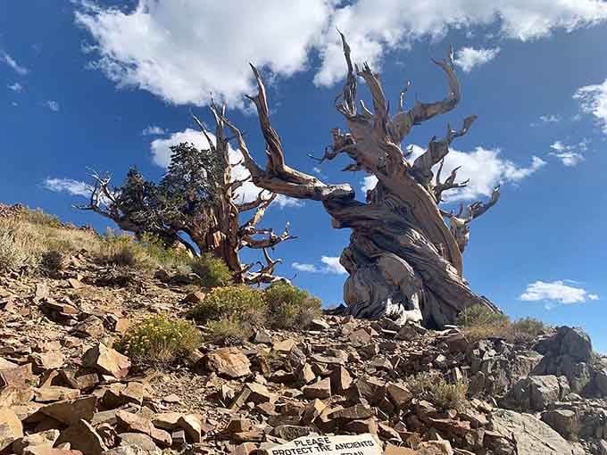 Gnarled branches reach skyward from trees older than the Roman Empire, still standing strong today.