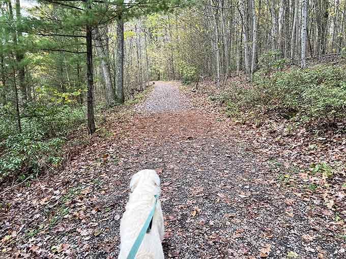Your four-legged hiking buddy leads the way down a leaf-strewn path, tail wagging with the pure joy of adventure.