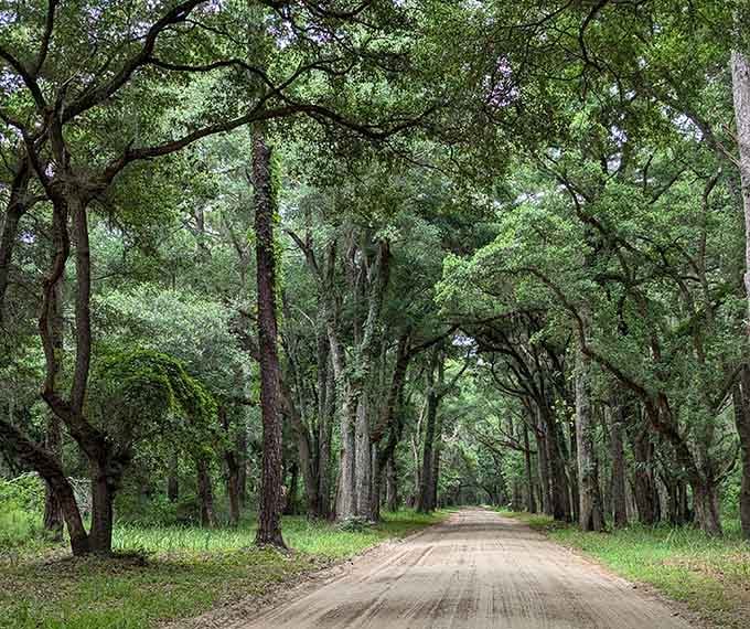 This tree-lined corridor feels like driving through a living postcard, where every turn reveals another shade of green.