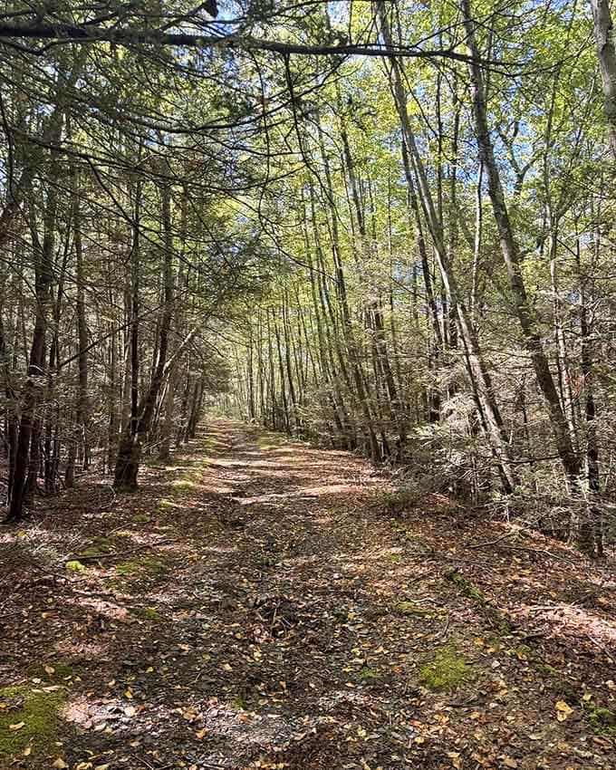 Sunlight filters through the canopy onto this leaf-carpeted trail, creating a scene worthy of a nature documentary.