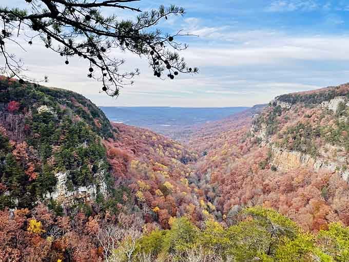 Autumn paints the canyon in every shade from rust to gold, nature showing off like it's got something to prove.