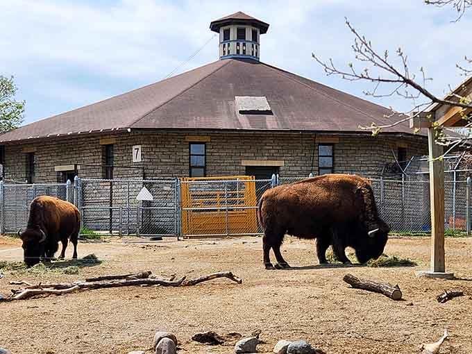 These magnificent bison grazing casually remind us that the American West still lives in our own backyard.