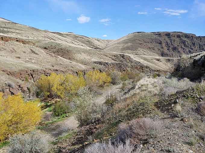 Nature's palette shifts from silver sage to brilliant yellow, transforming this remote canyon into an artist's masterpiece.