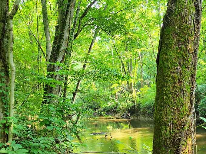 The forest glows in every shade of green imaginable, creating a peaceful sanctuary that feels like stepping back in time.