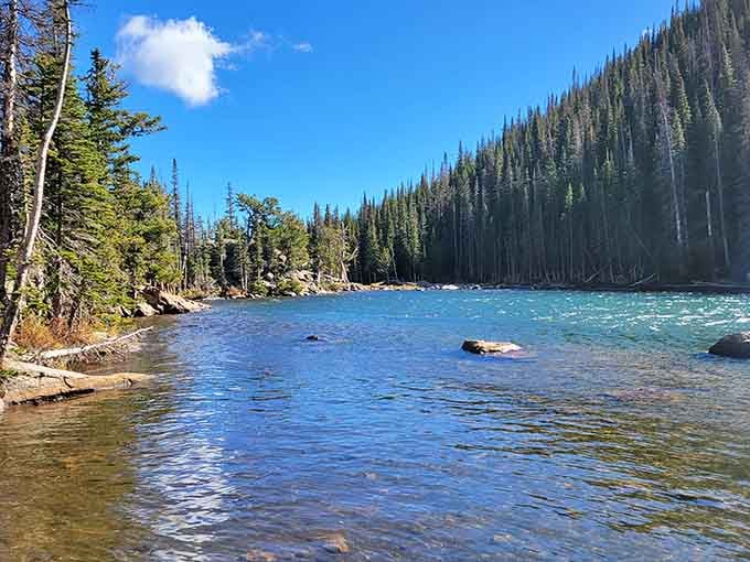 Crystal-clear mountain water flows over smooth stones, reflecting the towering pines that line this pristine wilderness stream.