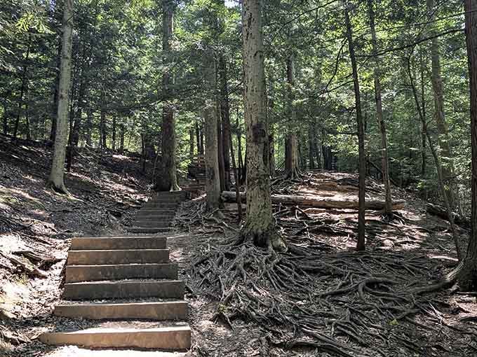 Forest steps lead upward through ancient trees, inviting you to climb toward views that reward every single step.
