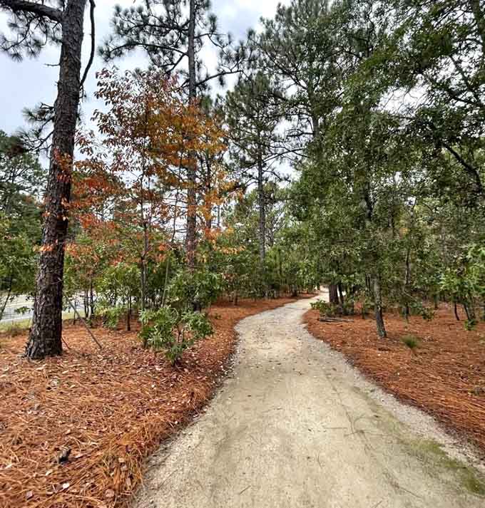 Autumn's paintbrush has transformed this forest path into a masterpiece worthy of any art gallery wall.
