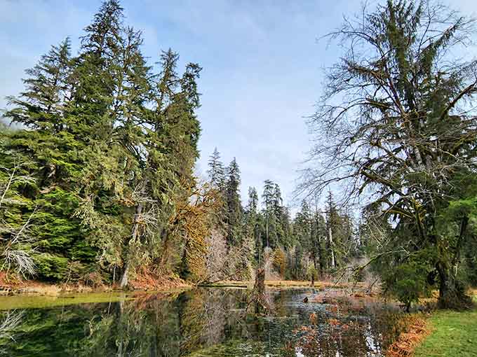 The forest's mirror-like pond reflects nature's quieter palette, proving green has a thousand beautiful shades.