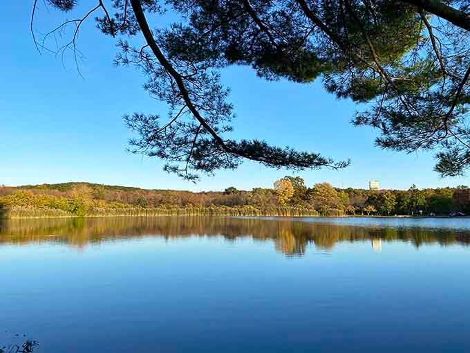 That peaceful shoreline framed by pine branches creates a postcard moment you'll want to capture and keep forever.