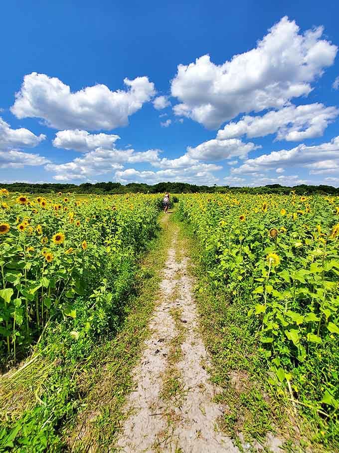 This sandy path cuts through endless sunflower fields under cotton-candy clouds that would make Dorothy jealous.
