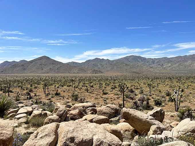 An endless army of spiky sentinels marches across the high desert, creating silhouettes that Dr. Seuss would envy.