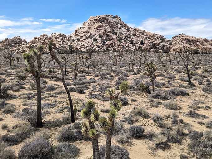 Joshua trees stretch their quirky arms across the desert landscape like they're waving hello to passing travelers.