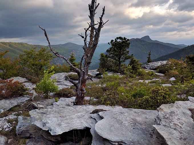 This weathered sentinel tree stands guard over stone terraces, looking like something from a Japanese zen garden gone wild.