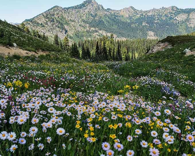 Wildflowers blanket the meadow in nature's confetti, celebrating summer with more colors than a Crayola box.