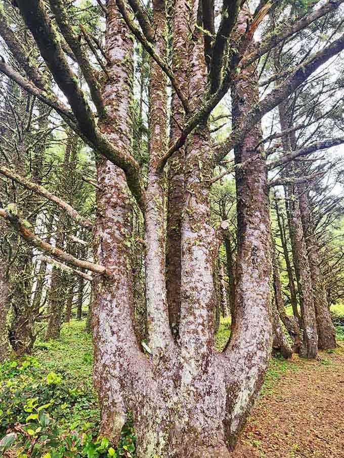 Multiple trunks twist and reach outward in ways that make you wonder if this tree took yoga classes centuries ago.