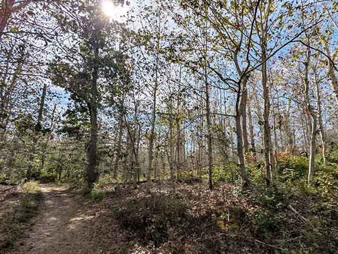 Explore the peaceful beauty of this scenic trail where the sun shines through the trees for a refreshing outdoor adventure.