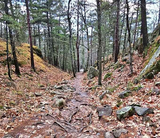 Nature's own obstacle course winds through moss-covered rocks and ancient trees, proving adventure doesn't require a gym membership.