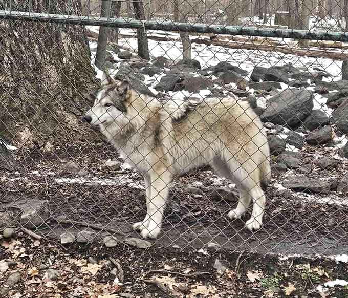 Up close, this magnificent creature reminds you why fairy tales got wolves so wonderfully, terrifyingly wrong.