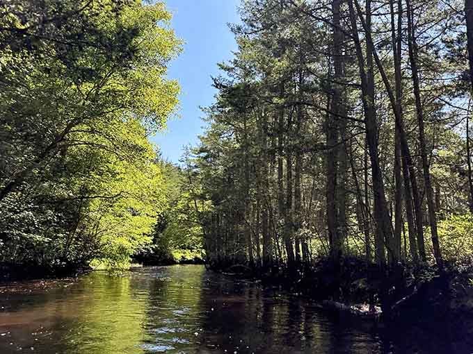 Sunbeams pierce the canopy above this cedar stream, turning the amber water into liquid gold beneath gnarled branches.