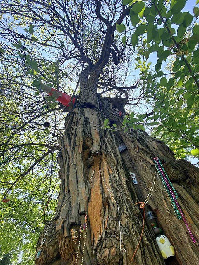 Beads and trinkets adorn this ancient trunk like Mardi Gras met Mother Nature for an enchanting collaboration of folklore.