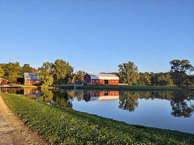 Golden hour transforms the farm into a mirror image so flawless you can't tell where reality ends and reflection begins.
