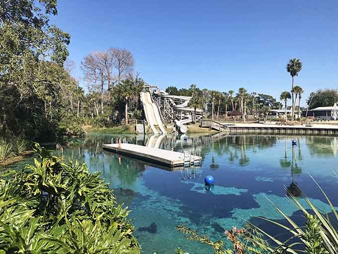 The spring's diving platform and slide look like a vintage postcard from Florida's golden age of roadside attractions.